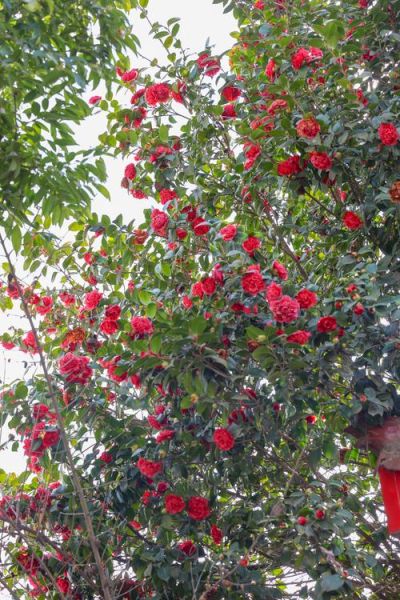 山茶树怎么养_山茶树多久开花-第3张图片-山城妙识