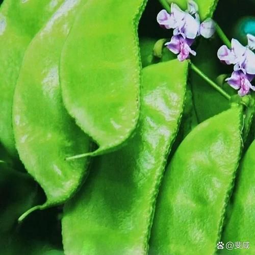 梅豆角的功效与作用_梅豆角的禁忌有哪些-第2张图片-山城妙识 梅豆角的功效与作用_梅豆角的禁忌有哪些-第2张图片-山城妙识