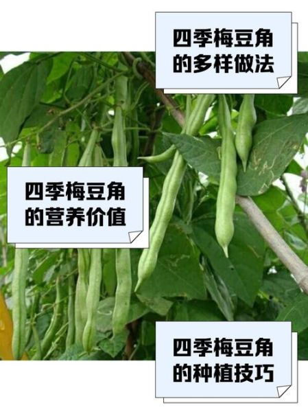 梅豆角的功效与作用_梅豆角的禁忌有哪些-第3张图片-山城妙识 梅豆角的功效与作用_梅豆角的禁忌有哪些-第3张图片-山城妙识