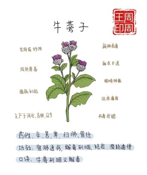 牛蒡子的功效与作用及食用方法_怎么吃效果最好-第1张图片-山城妙识 牛蒡子的功效与作用及食用方法_怎么吃效果最好-第1张图片-山城妙识