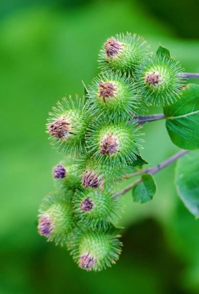 牛蒡子的功效与作用及食用方法_怎么吃效果最好-第3张图片-山城妙识 牛蒡子的功效与作用及食用方法_怎么吃效果最好-第3张图片-山城妙识