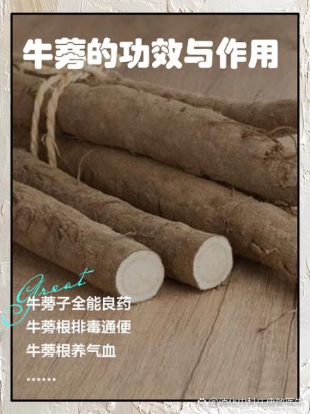 牛蒡子的功效与作用及食用方法_怎么吃效果最好-第2张图片-山城妙识 牛蒡子的功效与作用及食用方法_怎么吃效果最好-第2张图片-山城妙识