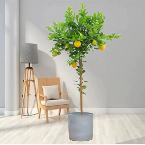 柠檬树盆栽怎么养_柠檬树盆栽多久结果-第2张图片-山城妙识 柠檬树盆栽怎么养_柠檬树盆栽多久结果-第2张图片-山城妙识