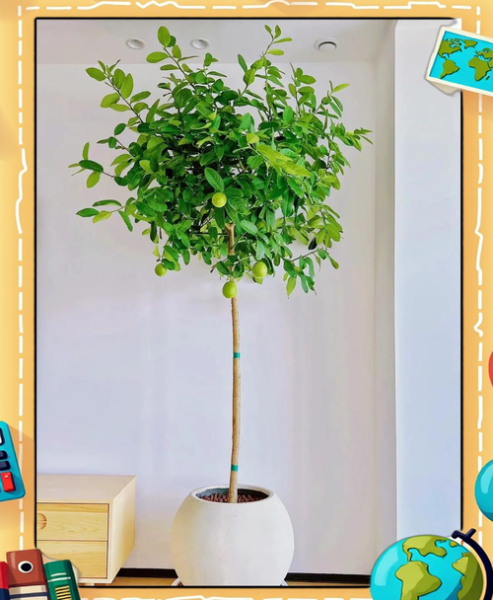 柠檬树盆栽怎么养_柠檬树盆栽多久结果-第1张图片-山城妙识 柠檬树盆栽怎么养_柠檬树盆栽多久结果-第1张图片-山城妙识