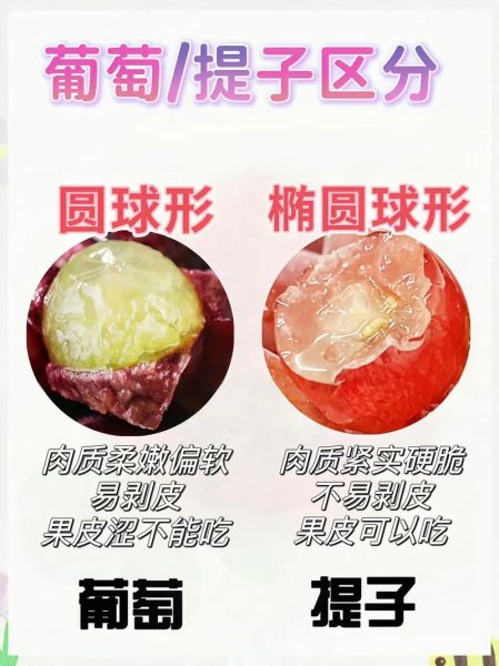 葡萄和提子的区别_哪个营养更高-第3张图片-山城妙识