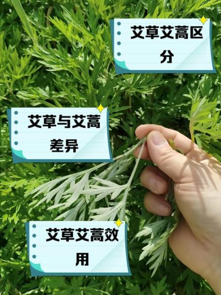 大叶艾草和小叶艾草哪个好_功效区别与选购指南-第2张图片-山城妙识