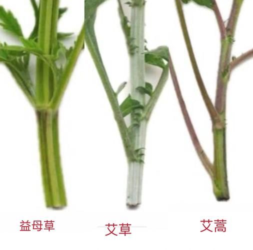大叶艾草和小叶艾草哪个好_功效区别与选购指南-第3张图片-山城妙识