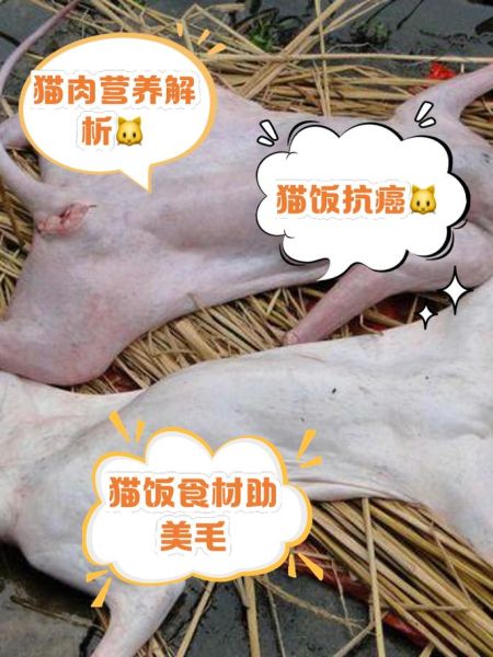 吃猫肉犯法吗_吃猫肉违法吗-第3张图片-山城妙识