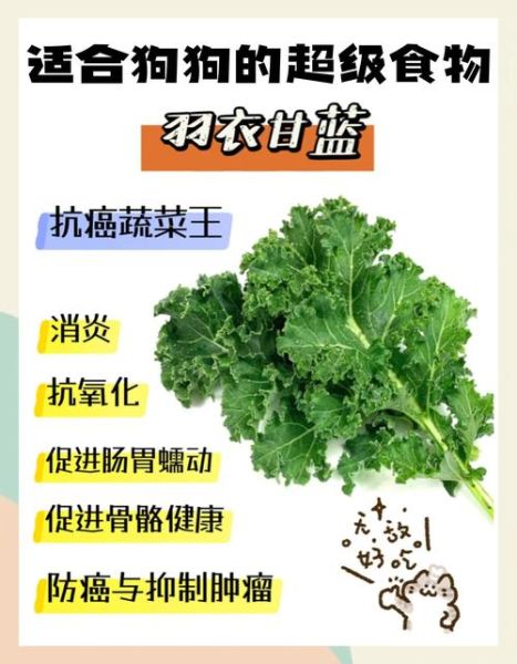 羽衣甘蓝功效与禁忌_羽衣甘蓝什么人不能吃-第2张图片-山城妙识