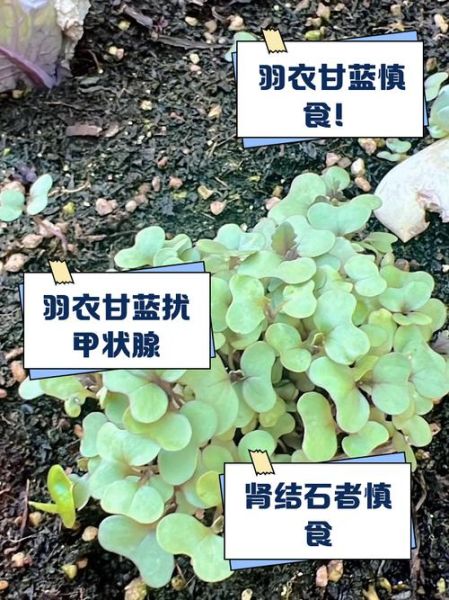 羽衣甘蓝功效与禁忌_羽衣甘蓝什么人不能吃-第3张图片-山城妙识