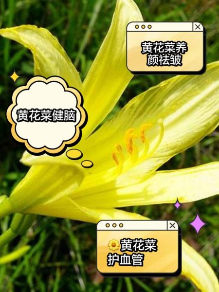 新鲜黄花菜为什么会引起呕吐_怎么处理才安全-第2张图片-山城妙识