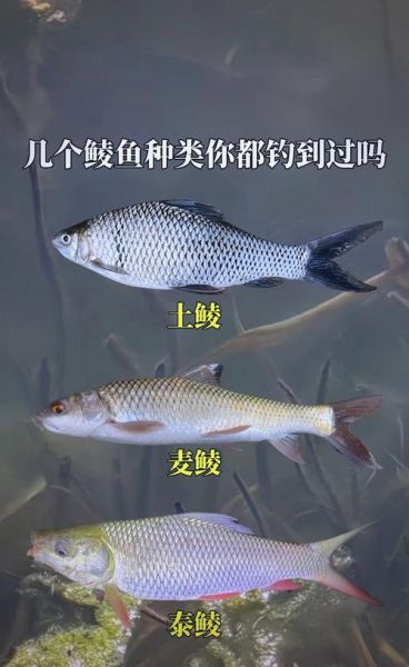 野鲮鱼图片_如何辨别野生与养殖-第3张图片-山城妙识