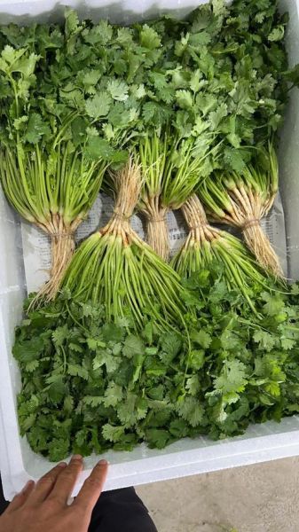 香菜图片高清_如何拍摄出细节纹理-第2张图片-山城妙识 香菜图片高清_如何拍摄出细节纹理-第2张图片-山城妙识