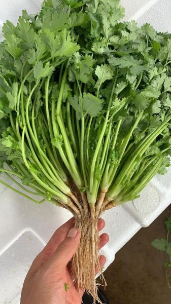 香菜图片高清_如何拍摄出细节纹理-第1张图片-山城妙识 香菜图片高清_如何拍摄出细节纹理-第1张图片-山城妙识