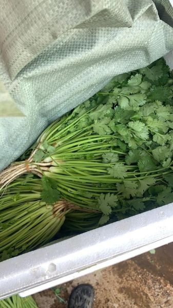 香菜图片高清_如何拍摄出细节纹理-第3张图片-山城妙识 香菜图片高清_如何拍摄出细节纹理-第3张图片-山城妙识