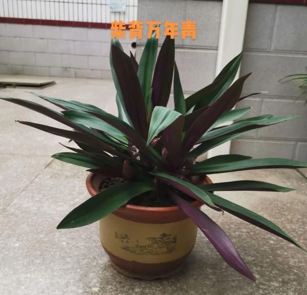 紫背万年青图片怎么养_紫背万年青有毒吗-第1张图片-山城妙识 紫背万年青图片怎么养_紫背万年青有毒吗-第1张图片-山城妙识