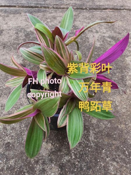 紫背万年青图片怎么养_紫背万年青有毒吗-第3张图片-山城妙识 紫背万年青图片怎么养_紫背万年青有毒吗-第3张图片-山城妙识