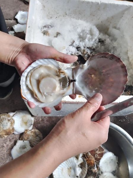 扇贝怎么清洗_扇贝内脏清理方法-第3张图片-山城妙识 扇贝怎么清洗_扇贝内脏清理方法-第3张图片-山城妙识