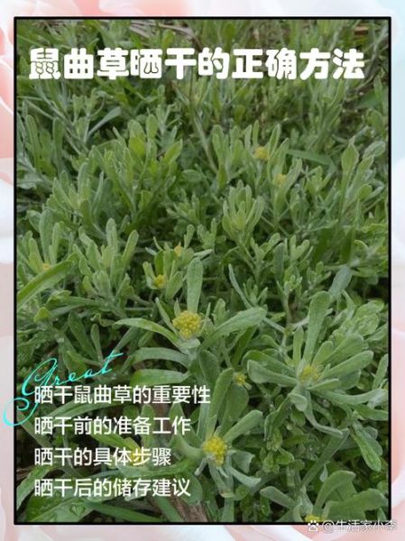 鼠曲草怎么吃止咳_鼠曲草止咳做法大全-第1张图片-山城妙识