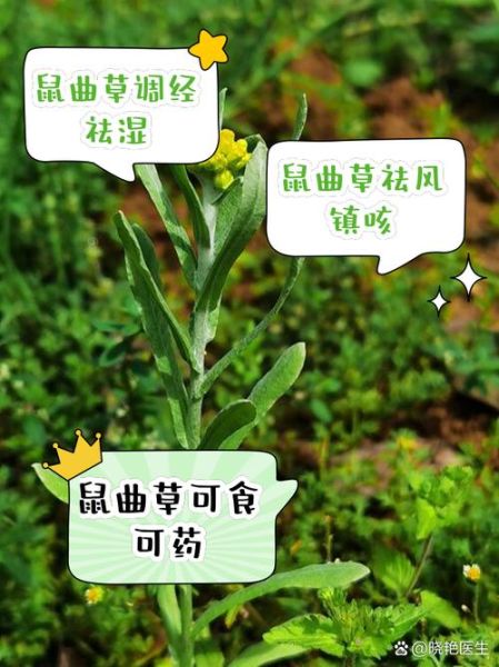 鼠曲草怎么吃止咳_鼠曲草止咳做法大全-第2张图片-山城妙识
