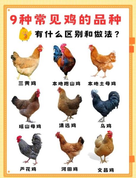 禽类有哪些_常见家禽与野生禽类全解析-第1张图片-山城妙识