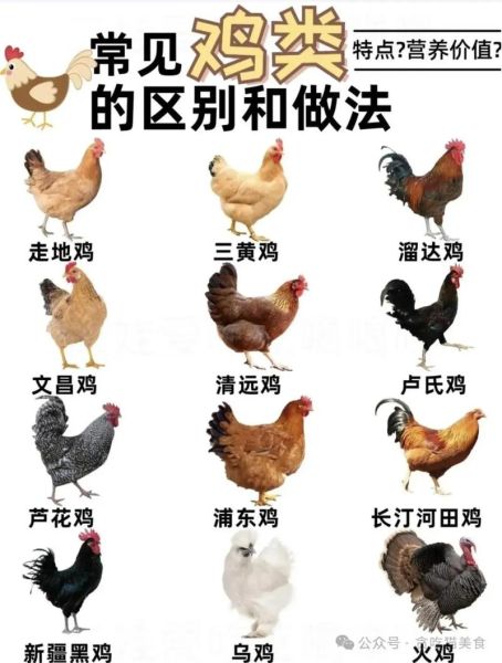 禽类有哪些_常见家禽与野生禽类全解析-第2张图片-山城妙识