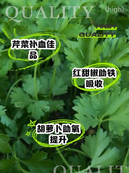 补血吃什么蔬菜最好_贫血最怕的三种蔬菜-第2张图片-山城妙识