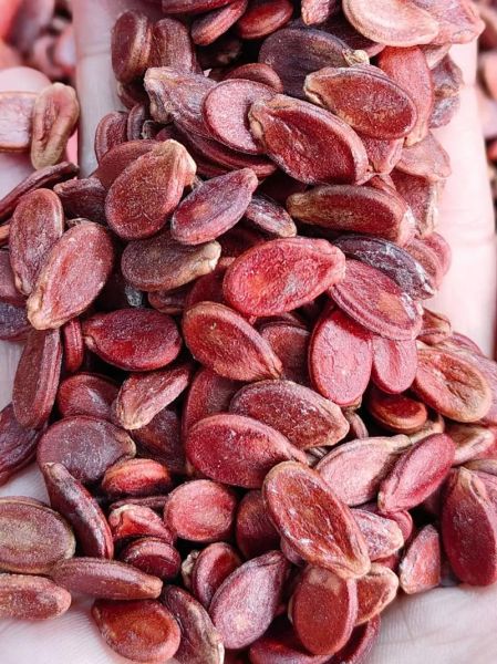 红瓜子是什么瓜果产的_红瓜子产地与品种-第1张图片-山城妙识 红瓜子是什么瓜果产的_红瓜子产地与品种-第1张图片-山城妙识