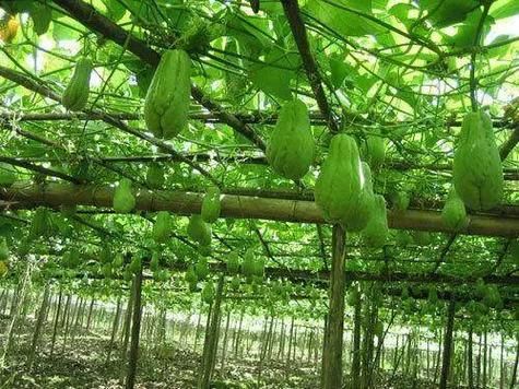 葵瓜怎么吃_葵瓜的功效与作用-第2张图片-山城妙识