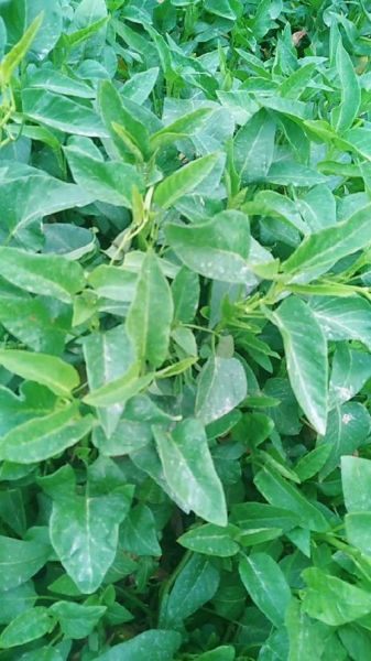 空心菜万毒之王是真的吗_空心菜重金属超标真相-第3张图片-山城妙识