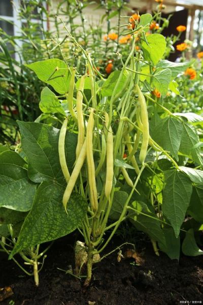 白扁豆图片大全大图_白扁豆长什么样-第3张图片-山城妙识