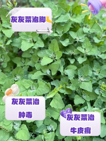 吃灰灰菜有什么好处_灰灰菜的功效与作用-第2张图片-山城妙识