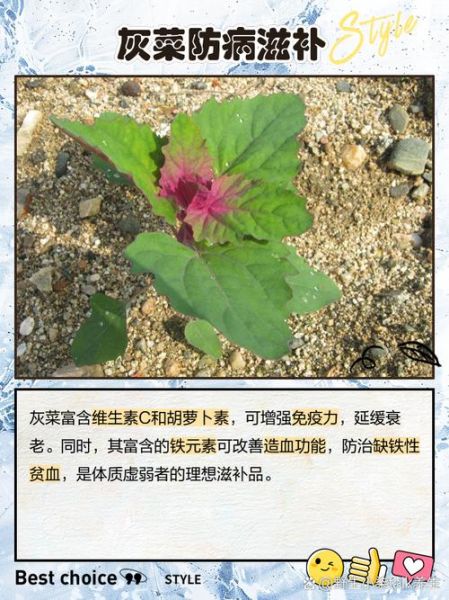 吃灰灰菜有什么好处_灰灰菜的功效与作用-第3张图片-山城妙识