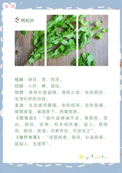 枸杞叶茶的功效与作用_枸杞叶茶可以天天喝吗-第1张图片-山城妙识 枸杞叶茶的功效与作用_枸杞叶茶可以天天喝吗-第1张图片-山城妙识