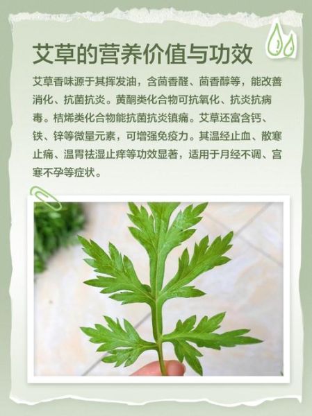 艾草怎么吃最好_艾草食谱大全-第2张图片-山城妙识