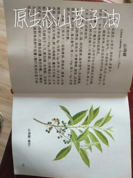 山苍子精油的功效与作用_山苍子怎么种植-第1张图片-山城妙识