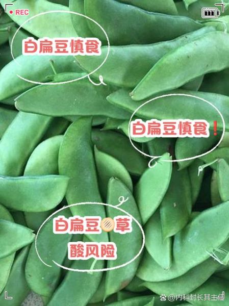 白扁豆长什么样_白扁豆和黄豆的区别-第3张图片-山城妙识