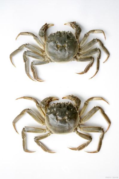 螃蟹图片大全高清_如何拍摄螃蟹特写-第3张图片-山城妙识