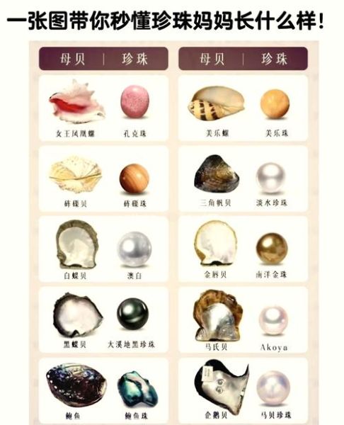 圆贝是什么_圆贝的功效与作用-第2张图片-山城妙识 圆贝是什么_圆贝的功效与作用-第2张图片-山城妙识