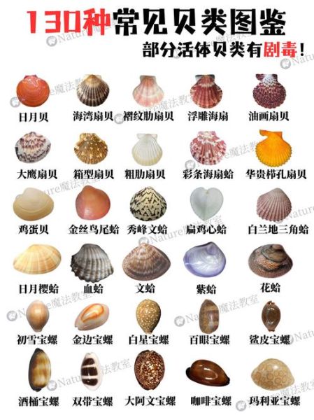贝壳类海鲜怎么挑选_贝壳类海鲜有哪些品种-第1张图片-山城妙识