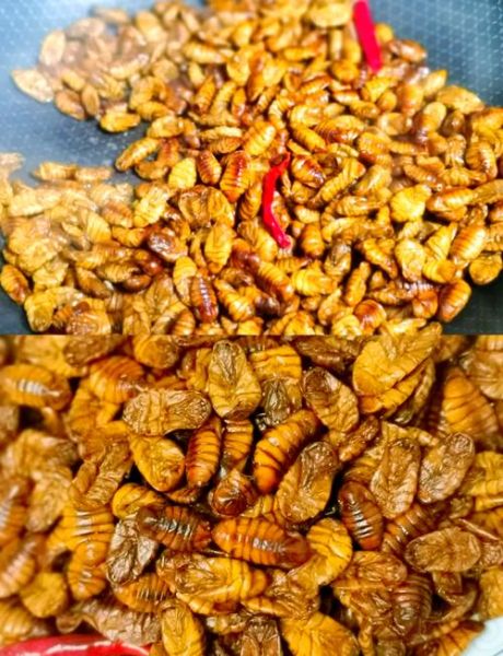 东北干煸蚕蛹怎么做_干煸蚕蛹用不用焯水-第1张图片-山城妙识