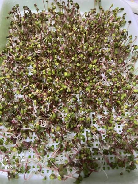 萝卜芽苗菜怎么种_萝卜芽苗菜几天能收-第1张图片-山城妙识 萝卜芽苗菜怎么种_萝卜芽苗菜几天能收-第1张图片-山城妙识