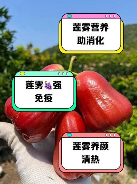 莲雾的功效与作用及吃法_莲雾怎么吃最营养-第3张图片-山城妙识