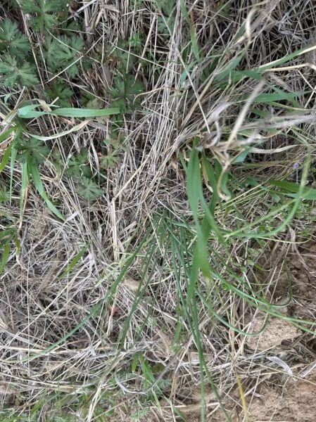 小蒜的中药名叫什么_小蒜与薤白区别-第1张图片-山城妙识 小蒜的中药名叫什么_小蒜与薤白区别-第1张图片-山城妙识