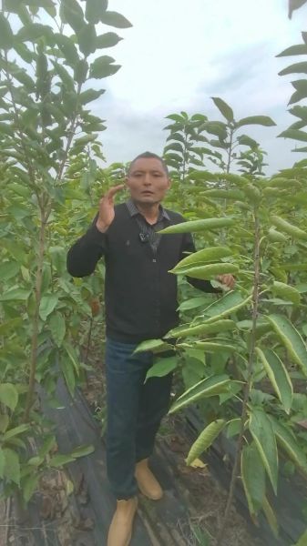 樱桃树苗什么时候移栽最好_春季移栽注意事项-第1张图片-山城妙识 樱桃树苗什么时候移栽最好_春季移栽注意事项-第1张图片-山城妙识