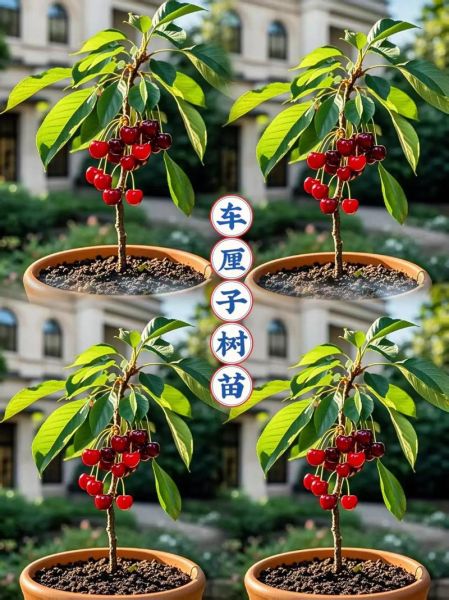 樱桃树苗什么时候移栽最好_春季移栽注意事项-第2张图片-山城妙识 樱桃树苗什么时候移栽最好_春季移栽注意事项-第2张图片-山城妙识