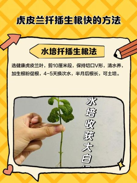 虎皮兰怎么扦插_虎皮兰扦插多久生根-第2张图片-山城妙识 虎皮兰怎么扦插_虎皮兰扦插多久生根-第2张图片-山城妙识