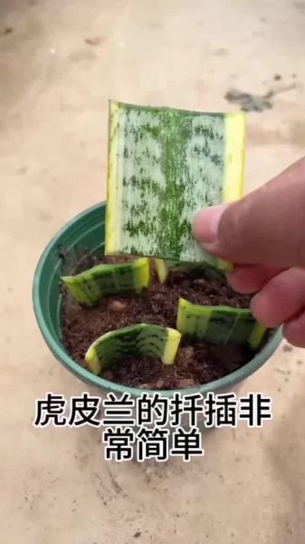 虎皮兰怎么扦插_虎皮兰扦插多久生根-第3张图片-山城妙识 虎皮兰怎么扦插_虎皮兰扦插多久生根-第3张图片-山城妙识