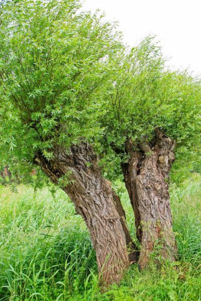 榆树长什么样_榆树图片特征-第1张图片-山城妙识