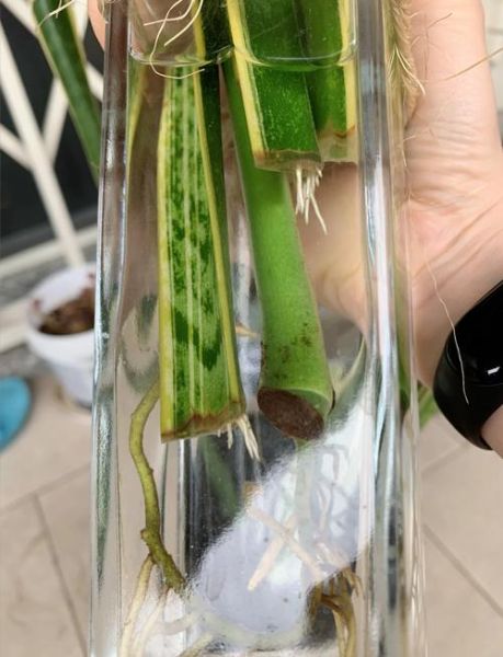 虎皮兰怎么扦插_虎皮兰扦插多久生根-第1张图片-山城妙识 虎皮兰怎么扦插_虎皮兰扦插多久生根-第1张图片-山城妙识